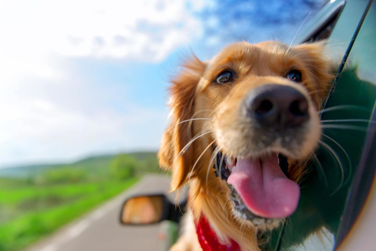 Best dog-friendly cars in the UK | Nationwide Vehicle Contracts